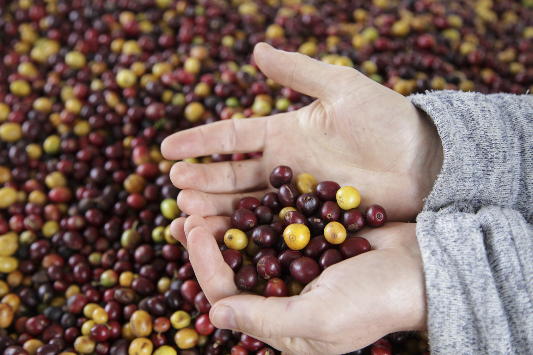 Sustainability | Sustainable Coffee | Clark St Coffee